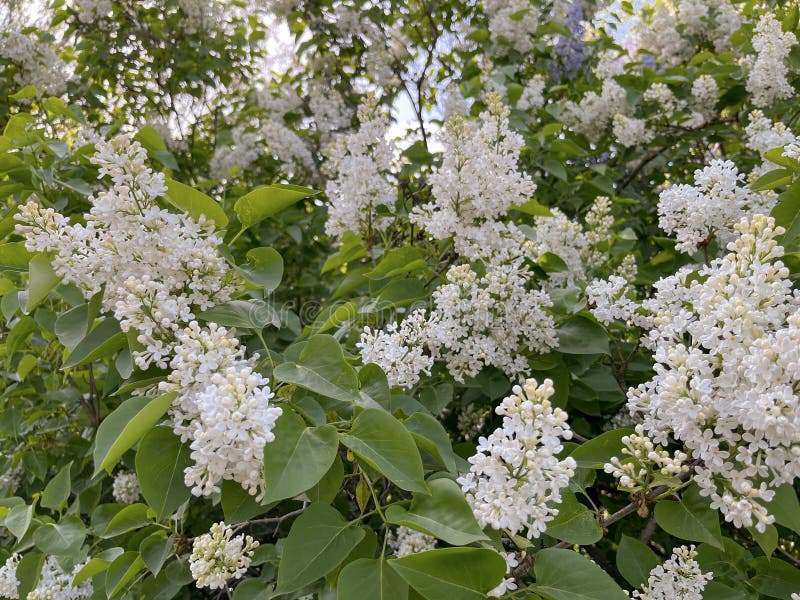 White Lilac Blooms in the City in Spring Stock Photo - Image of tree ...