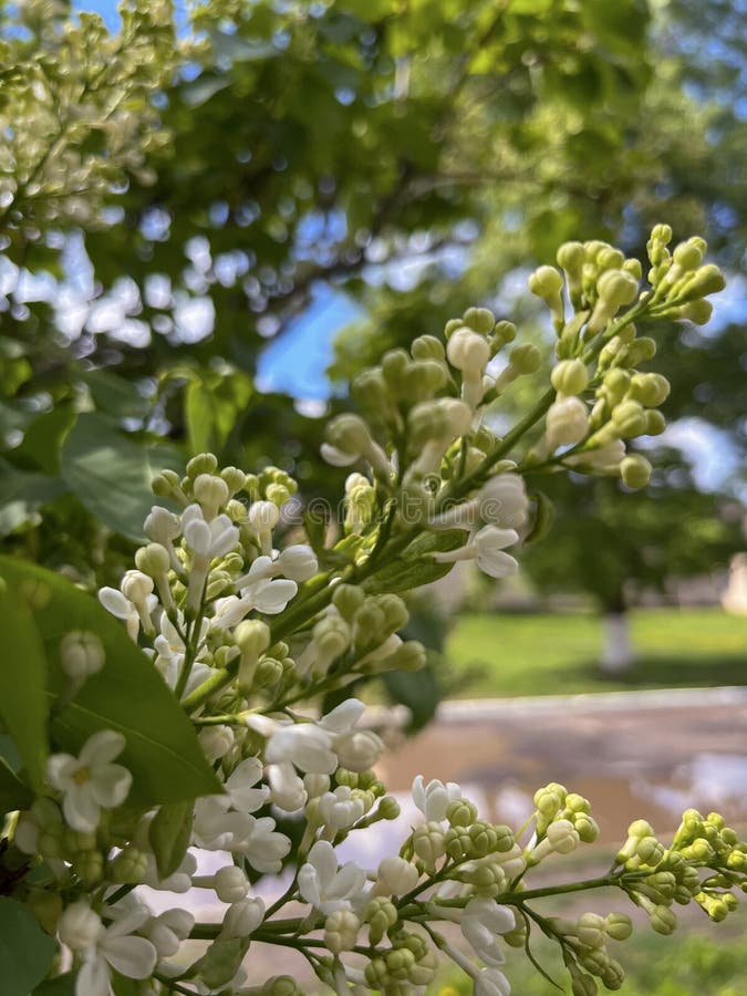 White Lilac Blooms in the City in Spring Stock Image - Image of ...