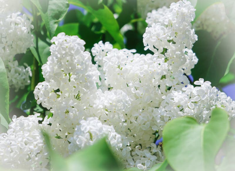 White lilac stock image. Image of landscape, green, lake - 73102269