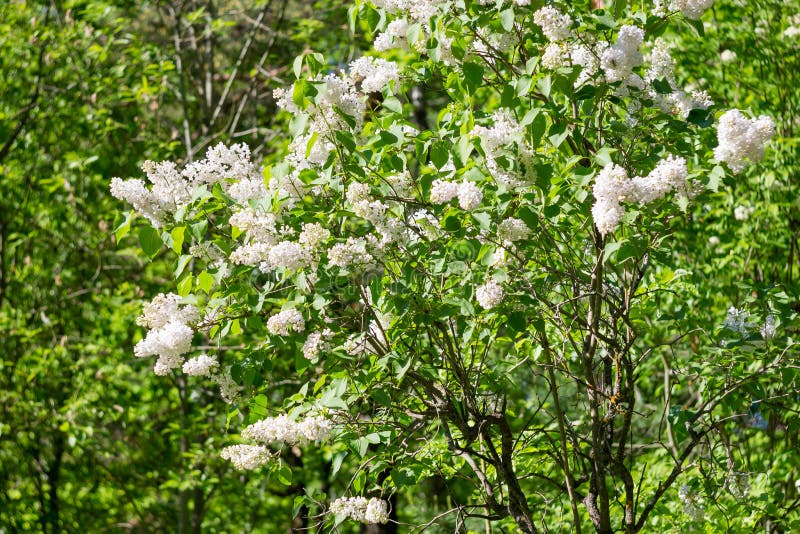 White Lilac Bush Blooming in May Stock Image - Image of bush, blossom ...