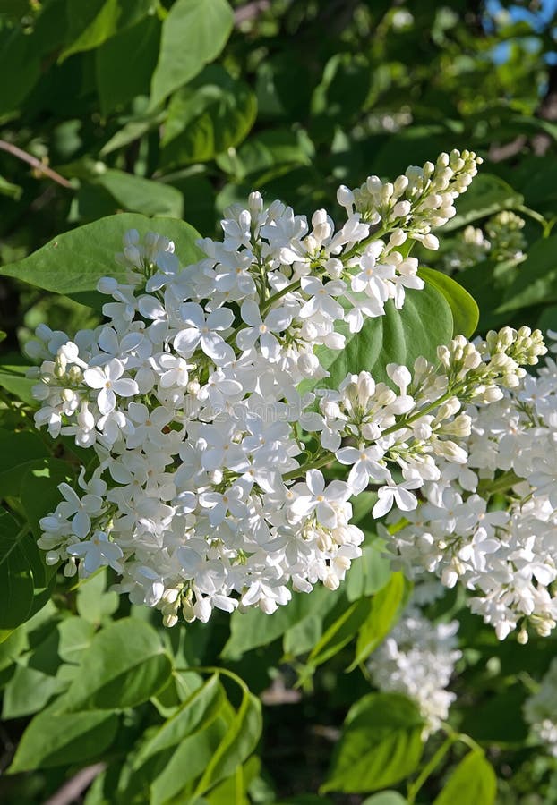 White lilac bush stock photo. Image of beautiful, floral - 221511016