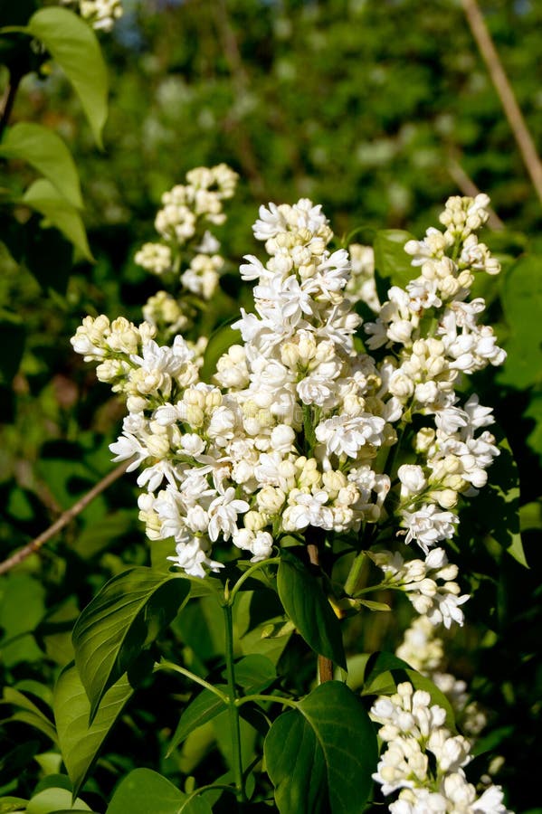 The white lilac stock image. Image of spring, nature - 70158839