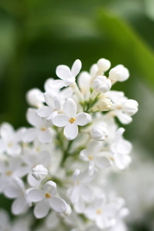 White lilac flowers stock photo. Image of blossom, lilac - 28880958