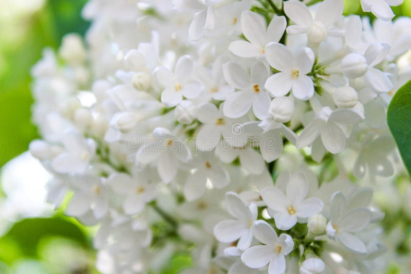 White Lilac Flowers Macro Background. Close-up of Beautiful Twig of ...