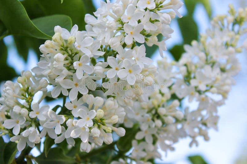 White Lilac Flowers Macro Background. Close-up of Beautiful Twig of ...