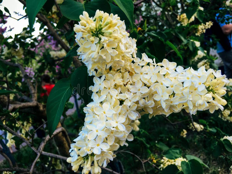 White Lilac in the Form of a Triangle Stock Photo - Image of flowers ...