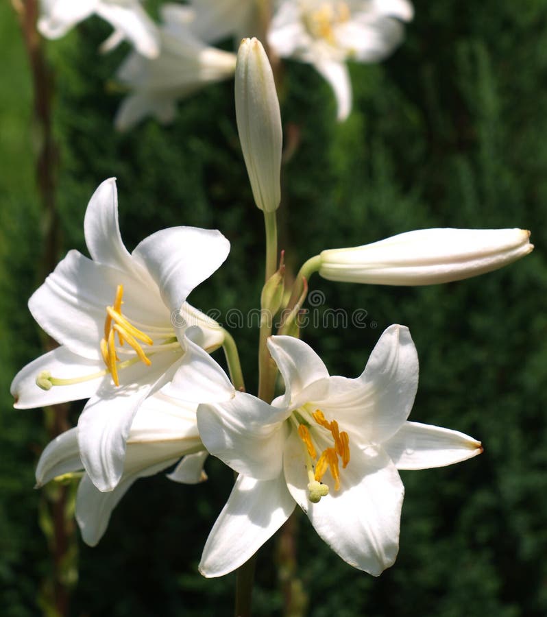 White lilac lily stock image. Image of background, isolated - 39667609