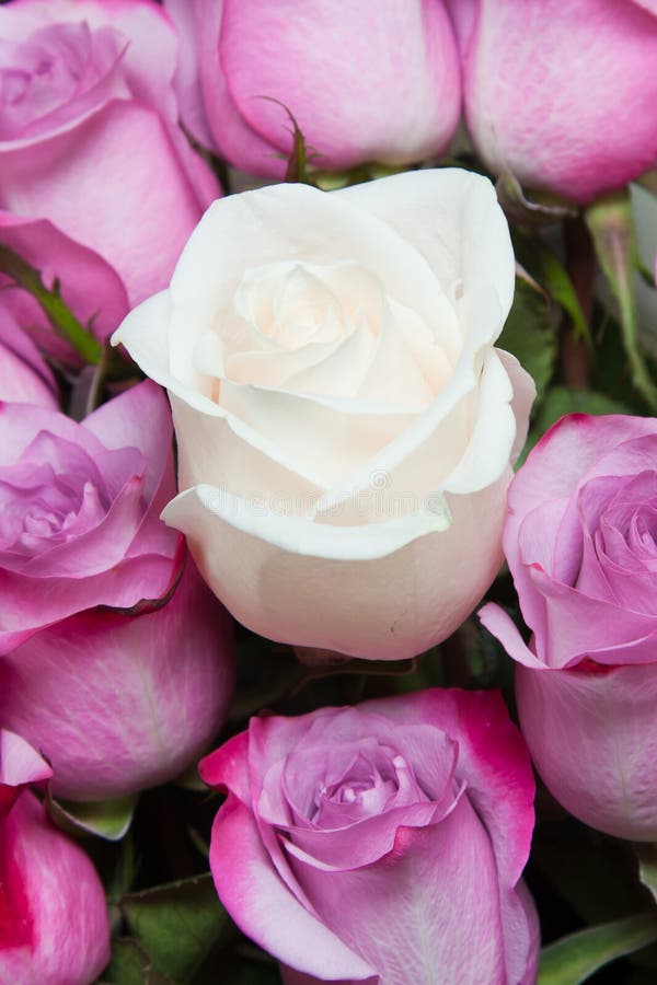 White and lilac roses stock image. Image of birthday - 45212683
