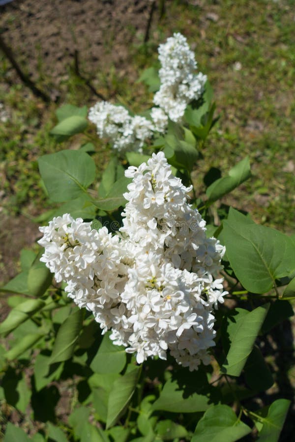 White Lilac Shrub in Bloom in Spring Stock Photo - Image of botany ...