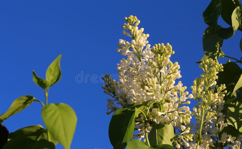 White lilac at sunset stock photo. Image of lilac, garden - 117895862
