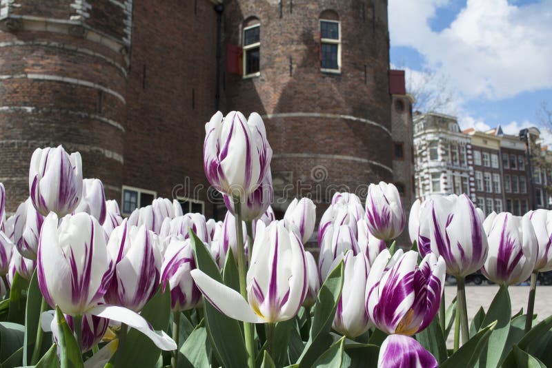 White and Lilac Tulips Near Brown Castle in Amsterdam in the Spring ...