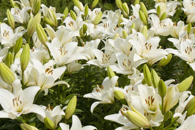 White liles stock image. Image of flowering, flora, plant - 42199993