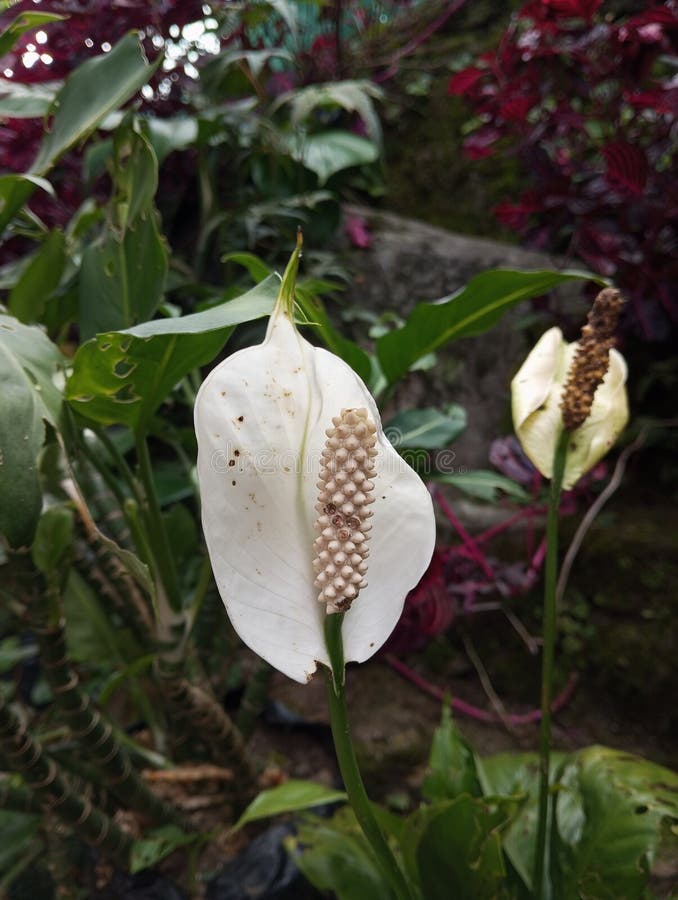 White Lili Flower stock image. Image of gardening, white - 341423715