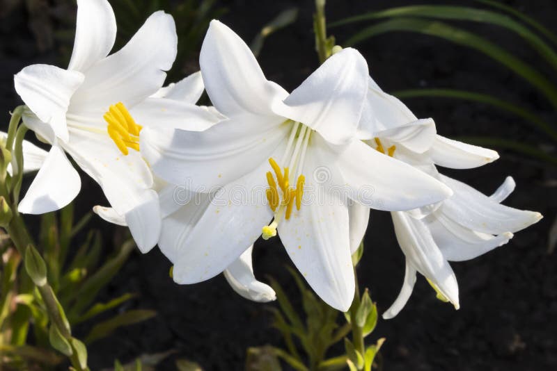 White lilies. stock image. Image of blooming, decoration - 189498319