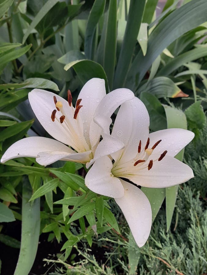 White lilies after rain stock photo. Image of white - 329333430