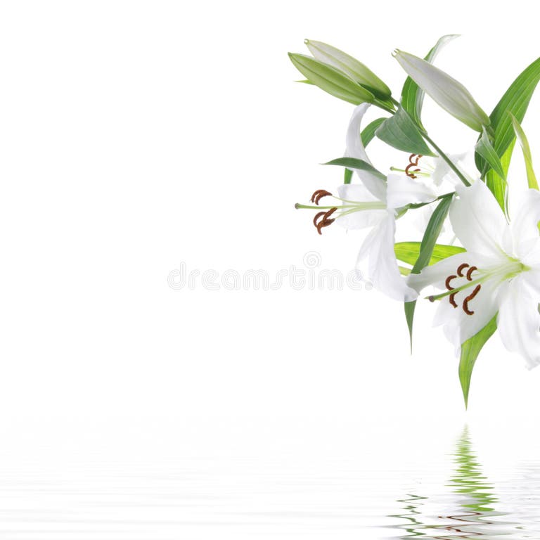 542 Lily Flower Border Design Isolated White Background Stock Photos ...