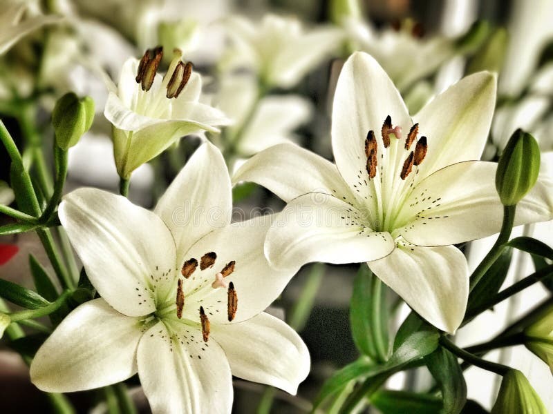 Lillie stock photo. Image of itchy, yorkue, poor, lillie - 49356162