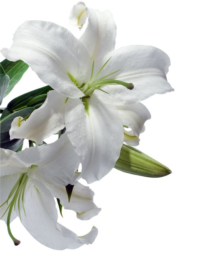 White lilly stock image. Image of centerpiece, lily, bouquet - 10479977