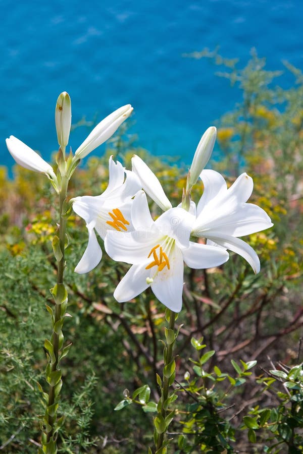 White lilly stock image. Image of nature, sunny, love - 5143733