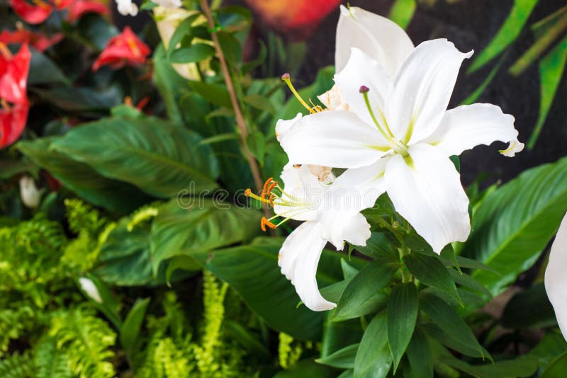 White Lilly Flower in Garden Stock Photo - Image of head, garden: 84688572