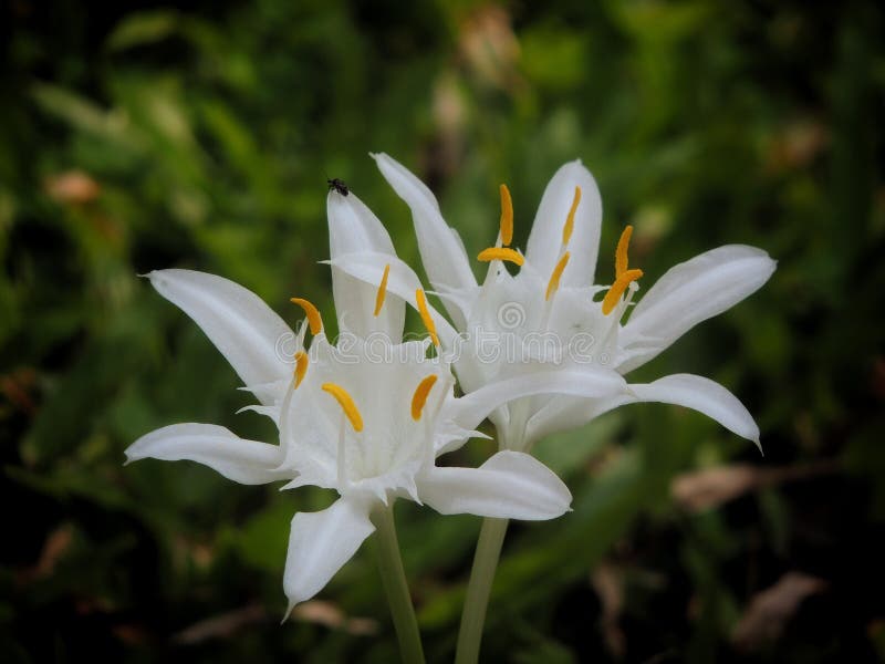 White lilly stock photo. Image of meadow, flower, lily - 221050064