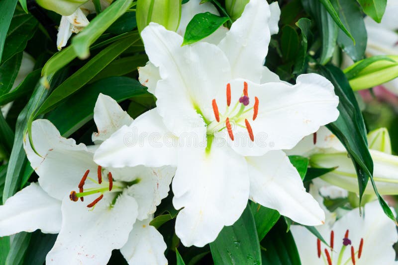White lilly flowers stock photo. Image of leaf, exotic - 71820402