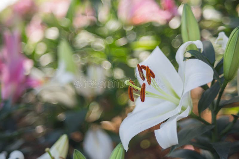 White lilly stock image. Image of nature, season, lilly - 109841577