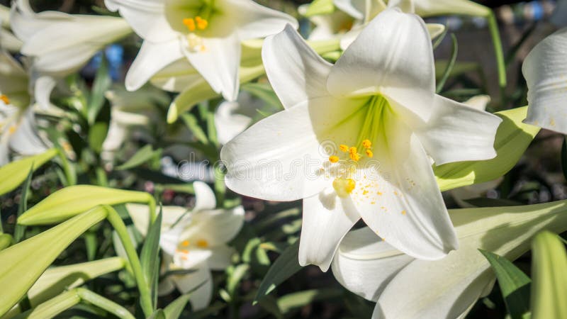 White lilly garden. stock image. Image of green, lilly - 71109897