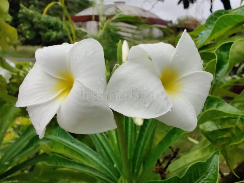 White Lilly of the Garden stock photo. Image of white - 162048694