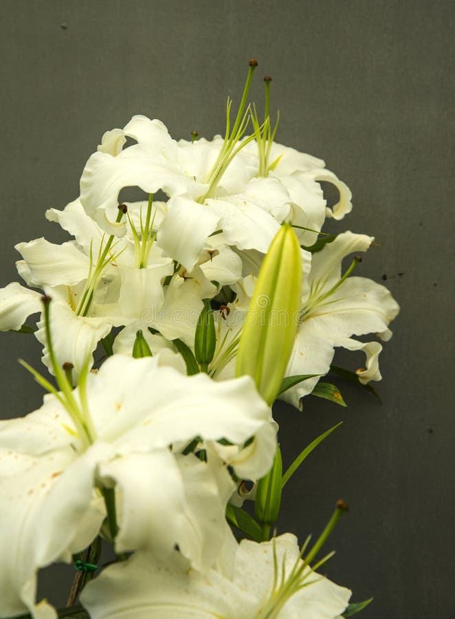 528 Grey Lilly Photos - Free & Royalty-Free Stock Photos from Dreamstime