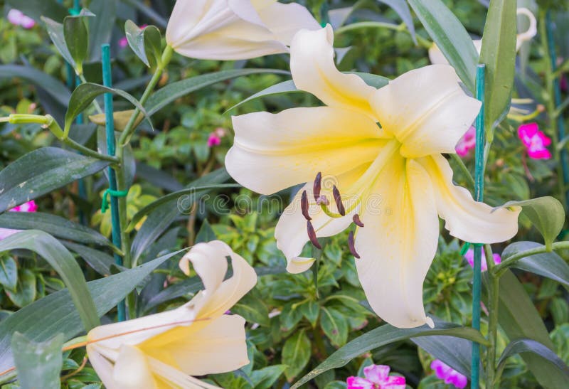 White lilly stock image. Image of abstract, easter, light - 72334929