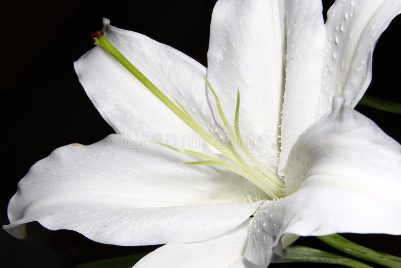 White Lily flower stock image. Image of spring, pure, macro - 160253