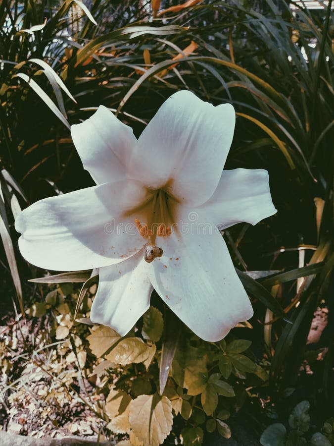 White lilly stock image. Image of lilly, flower, opened - 94702253