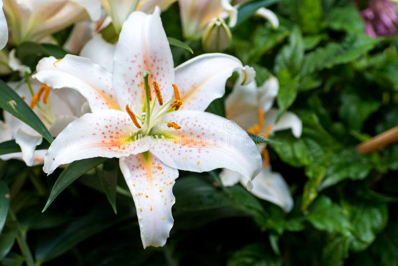 4,193 Single White Lilly Photos - Free & Royalty-Free Stock Photos from ...