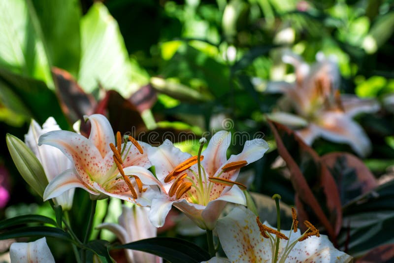 White Lilly stock photo. Image of detail, condolence - 60973940