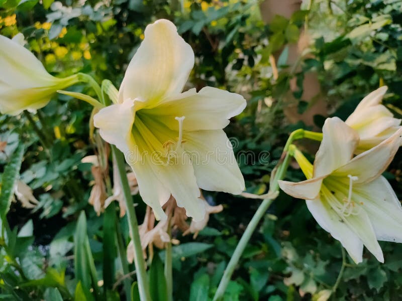 White Lilly is Very Beautiful Stock Photo - Image of lilly, garden ...