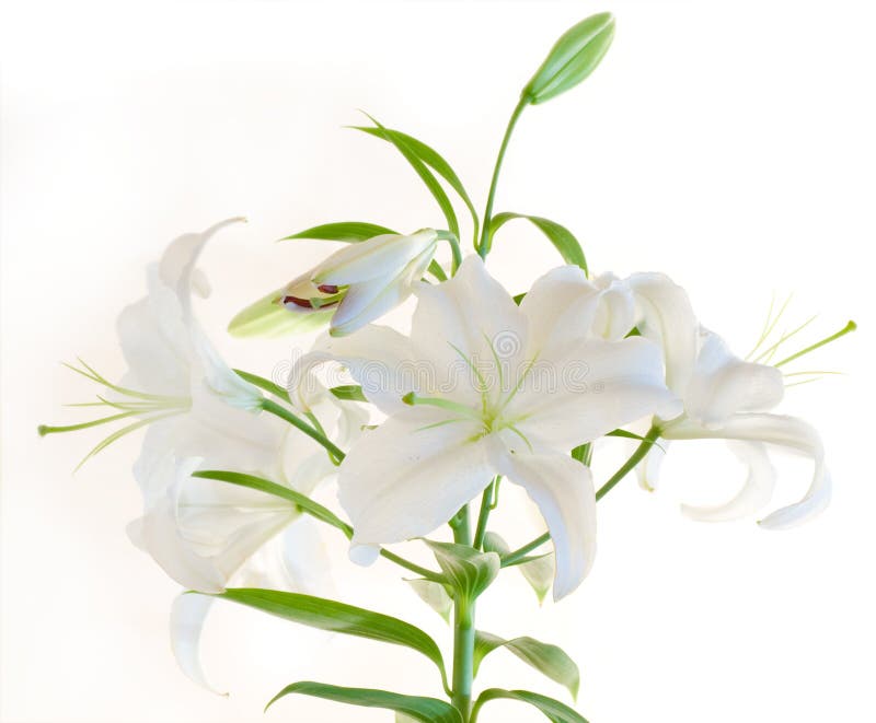 White lily stock image. Image of innocence, spring, fragility - 10658807