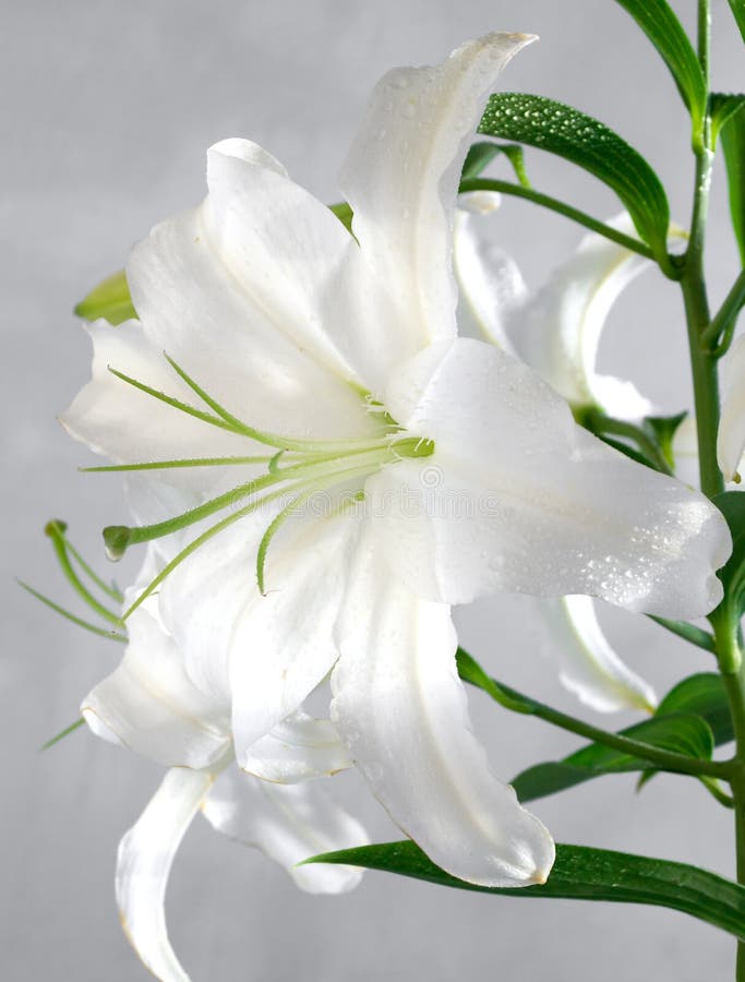 White Lily on Black Background Stock Image - Image of pattern ...