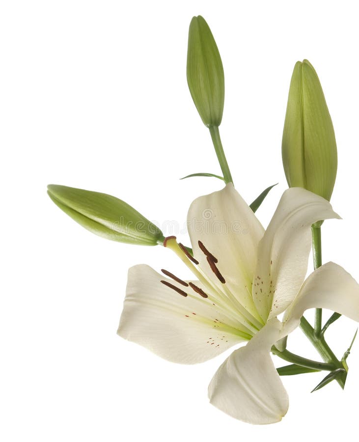 Art Easter Lily Flower Isolated on White Background Stock Photo - Image ...