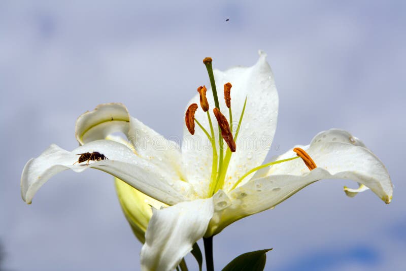 White lily stock photo. Image of nature, blossom, bloom - 3420220