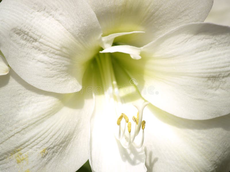 White lily stock photo. Image of flower, plant, garden - 853754