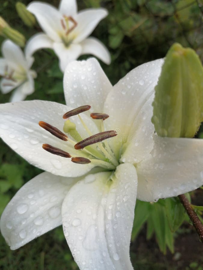 White lily dew stock image. Image of lily, nature, white - 265447717