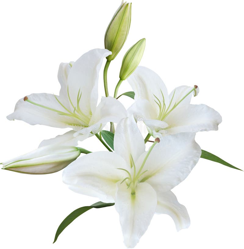 White Lily Flower Bouquet Isolated on White Background Stock Image ...