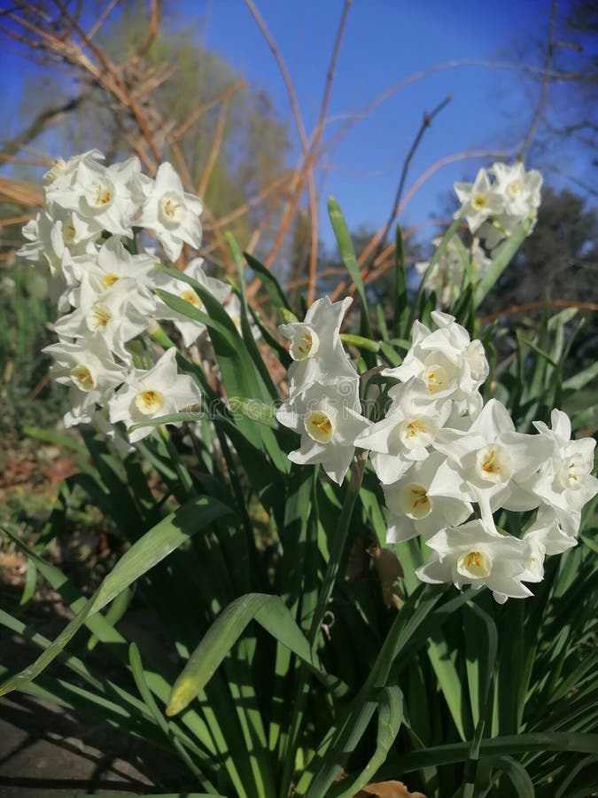 Lirio blanco stock photo. Image of spring, verano, flower - 175343778