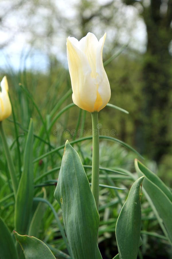 White lily-flowered tulips stock image. Image of lily - 60540163