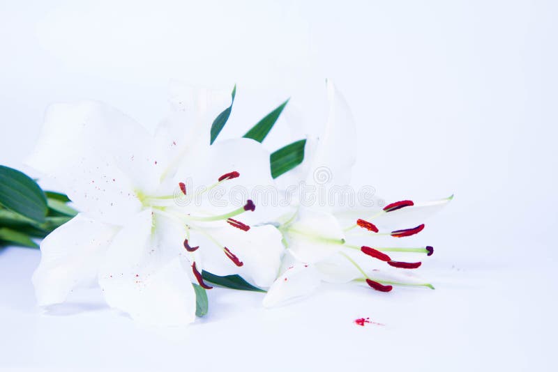 White lily stock photo. Image of lily, isolated, nature - 104608394