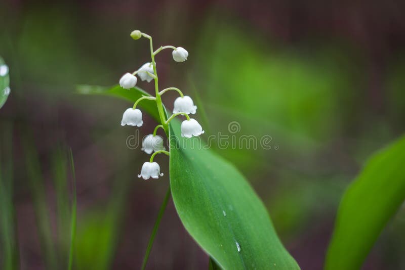 White Lily Flowers in the Woods in Spring Stock Photo - Image of ...