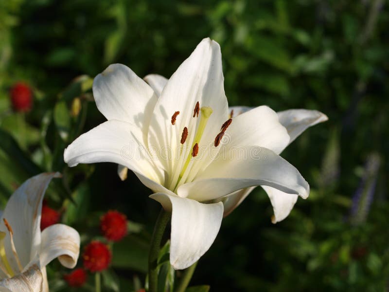 White lily stock photo. Image of plant, flower, outdoor - 32423452