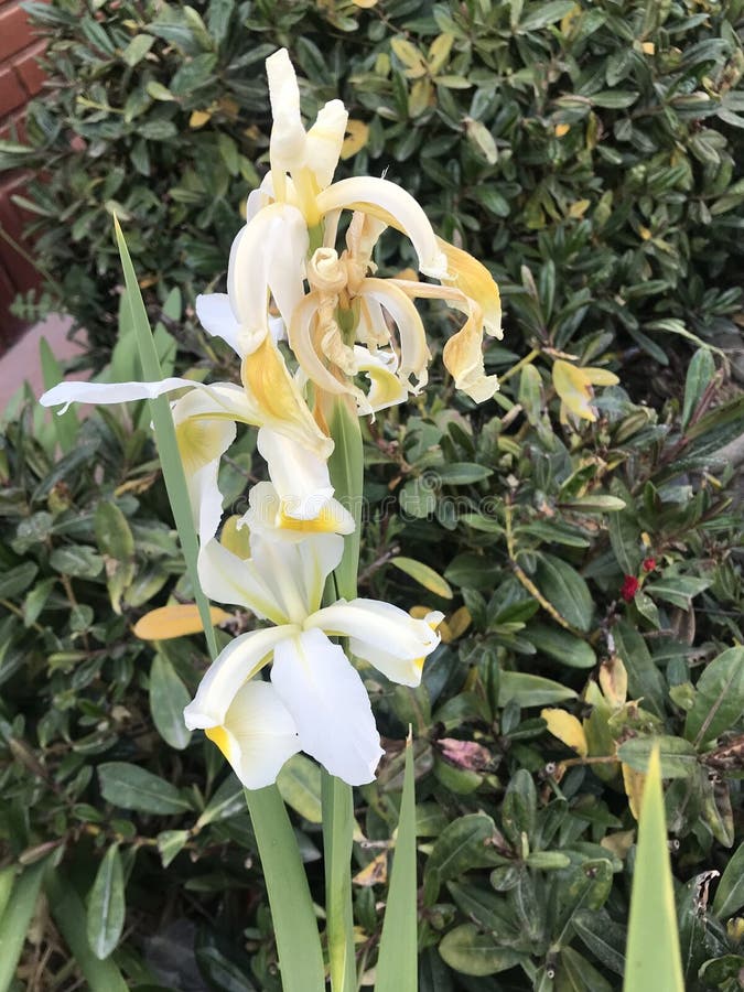 White Lily (Iris Orientalis) in the Garden of a House Stock Photo - Image of nature, blossoming ...