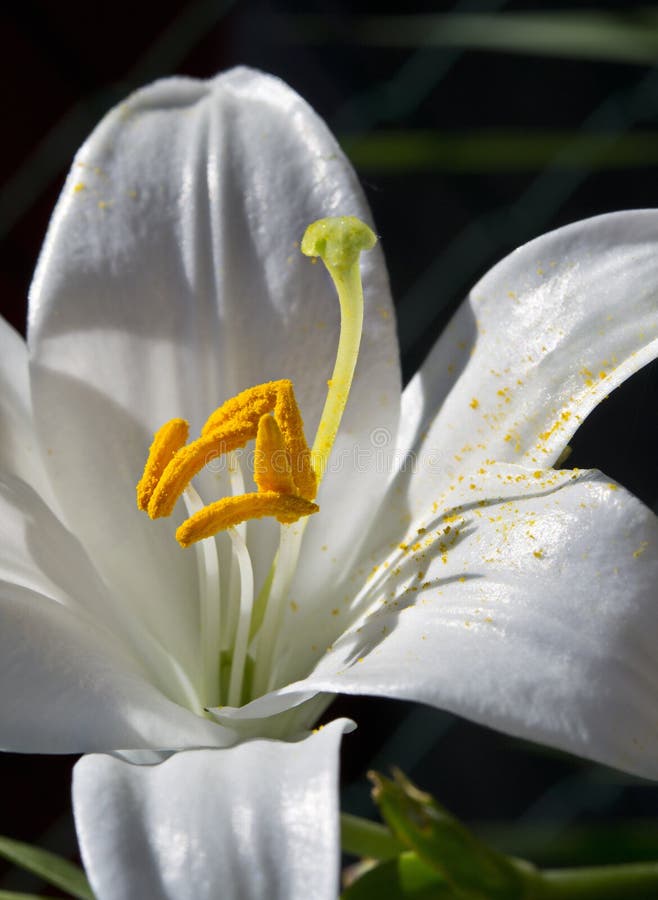 White lily macro stock photo. Image of arrangement, closeup - 25319272